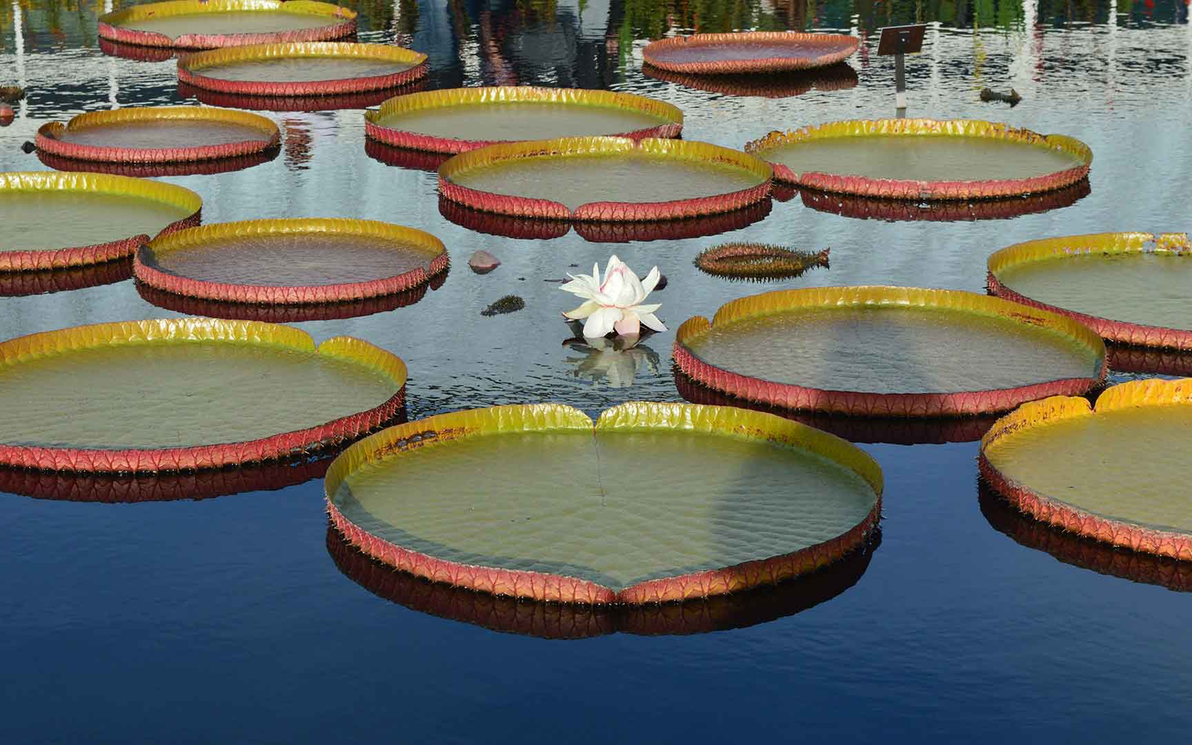 NYBG WATER LILY POOLS – Affina