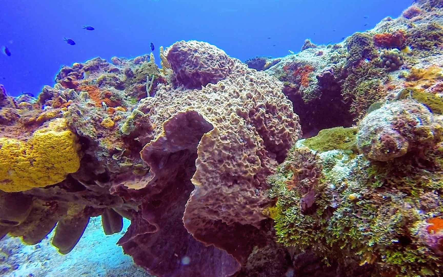 Cozumel Coral Reef Cozumel The 2nd Largest Coral Reef & Much More