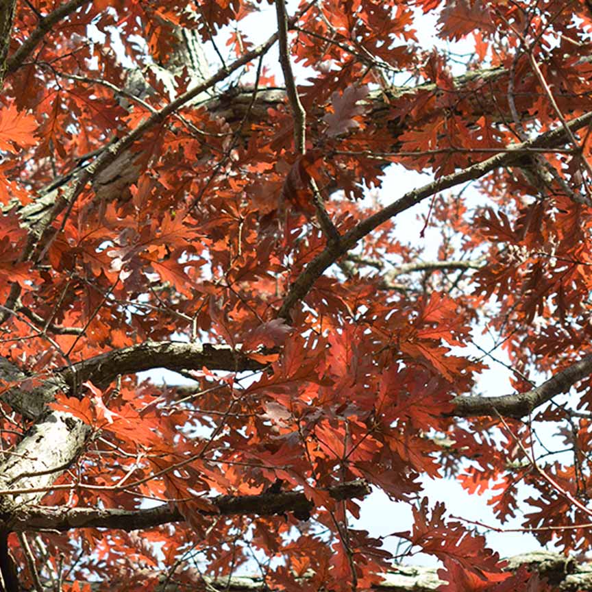 FALL TREES ALONG THE HUDSON RIVER – Affina